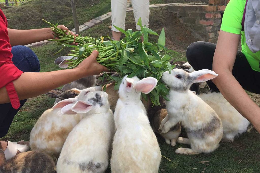 D'Bamboo-Kamp-Bintan-rabbit-garden | Scenic Travel